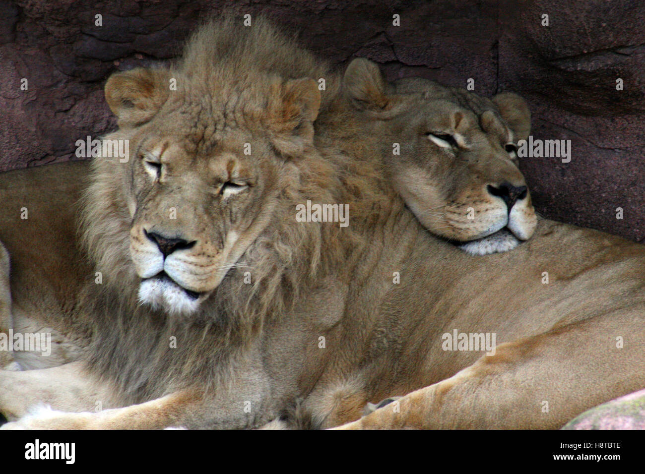 Toronto lions hi-res stock photography and images - Alamy