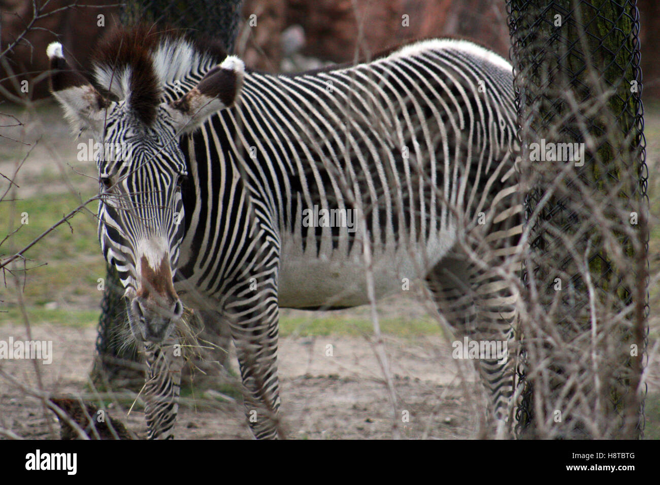 Toronto zoo zebra hi-res stock photography and images - Alamy