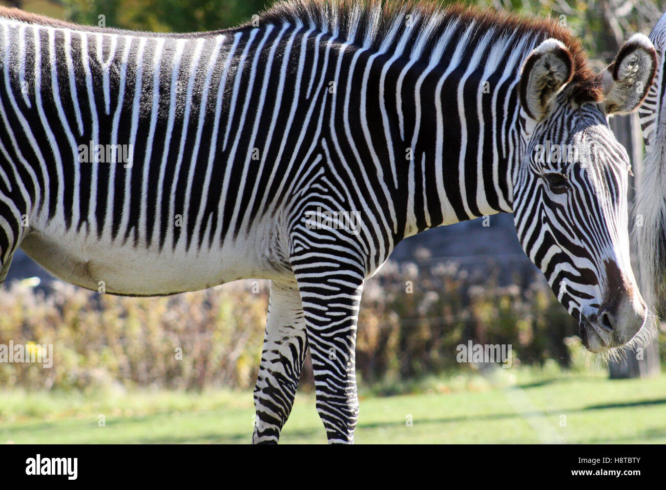 Toronto zoo zebra hi-res stock photography and images - Alamy