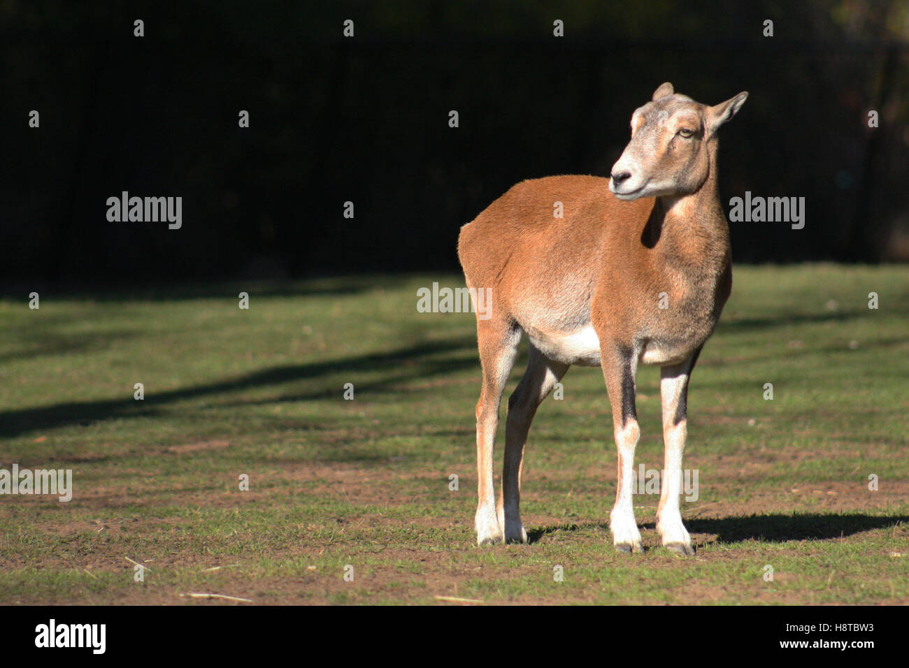 Zoo toronto hi-res stock photography and images - Alamy