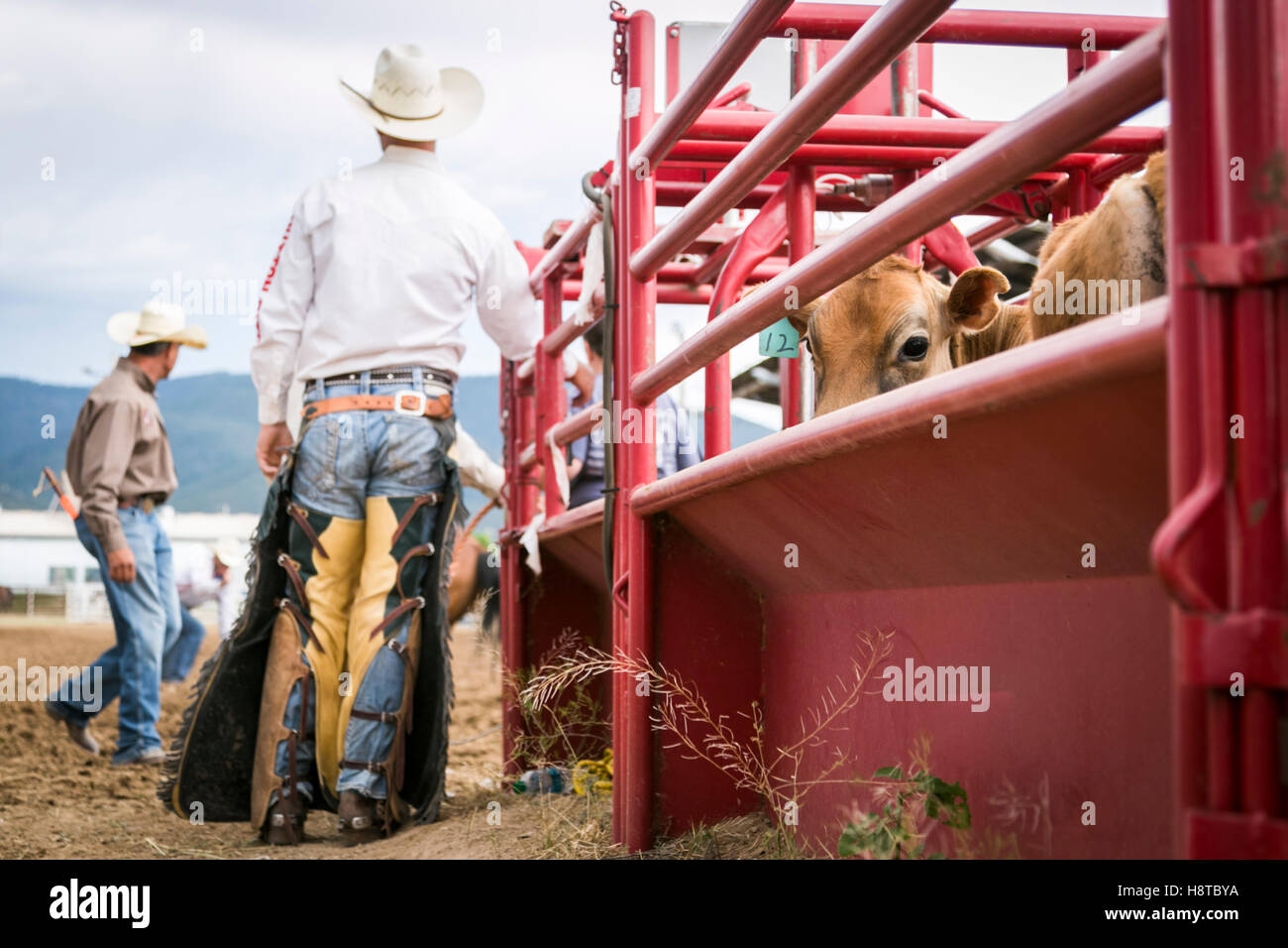 Taos, New Mexico, USA. Small town western rodeo. Calves wait their turn ...