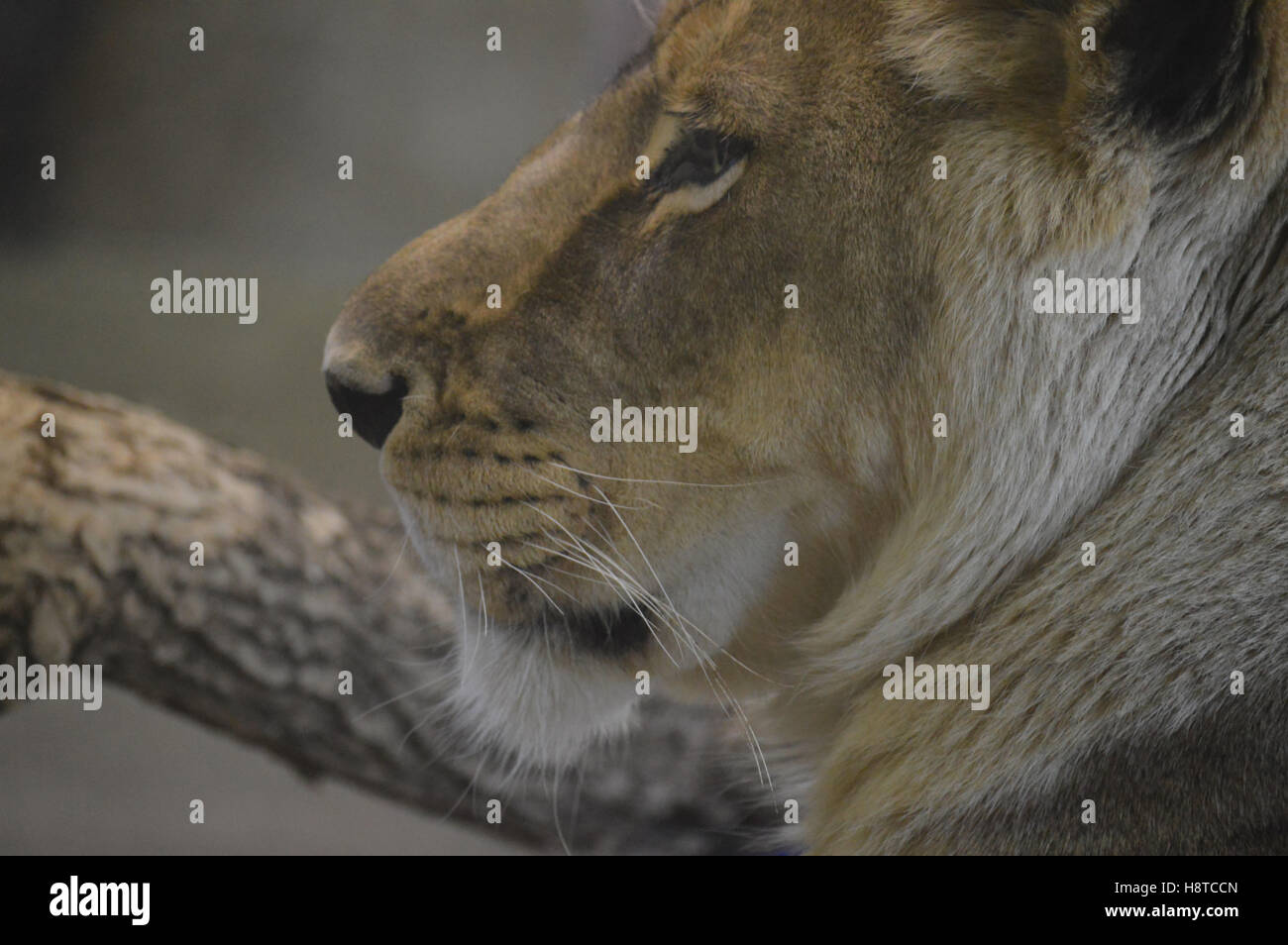 Lion lioness face hi-res stock photography and images - Alamy