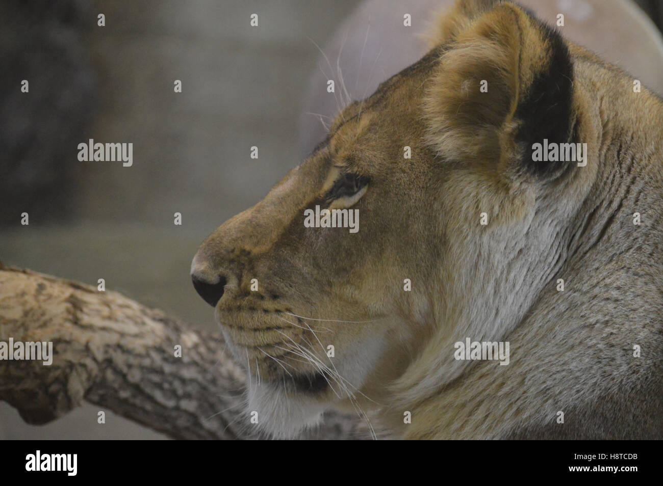 Lioness face hi-res stock photography and images - Alamy
