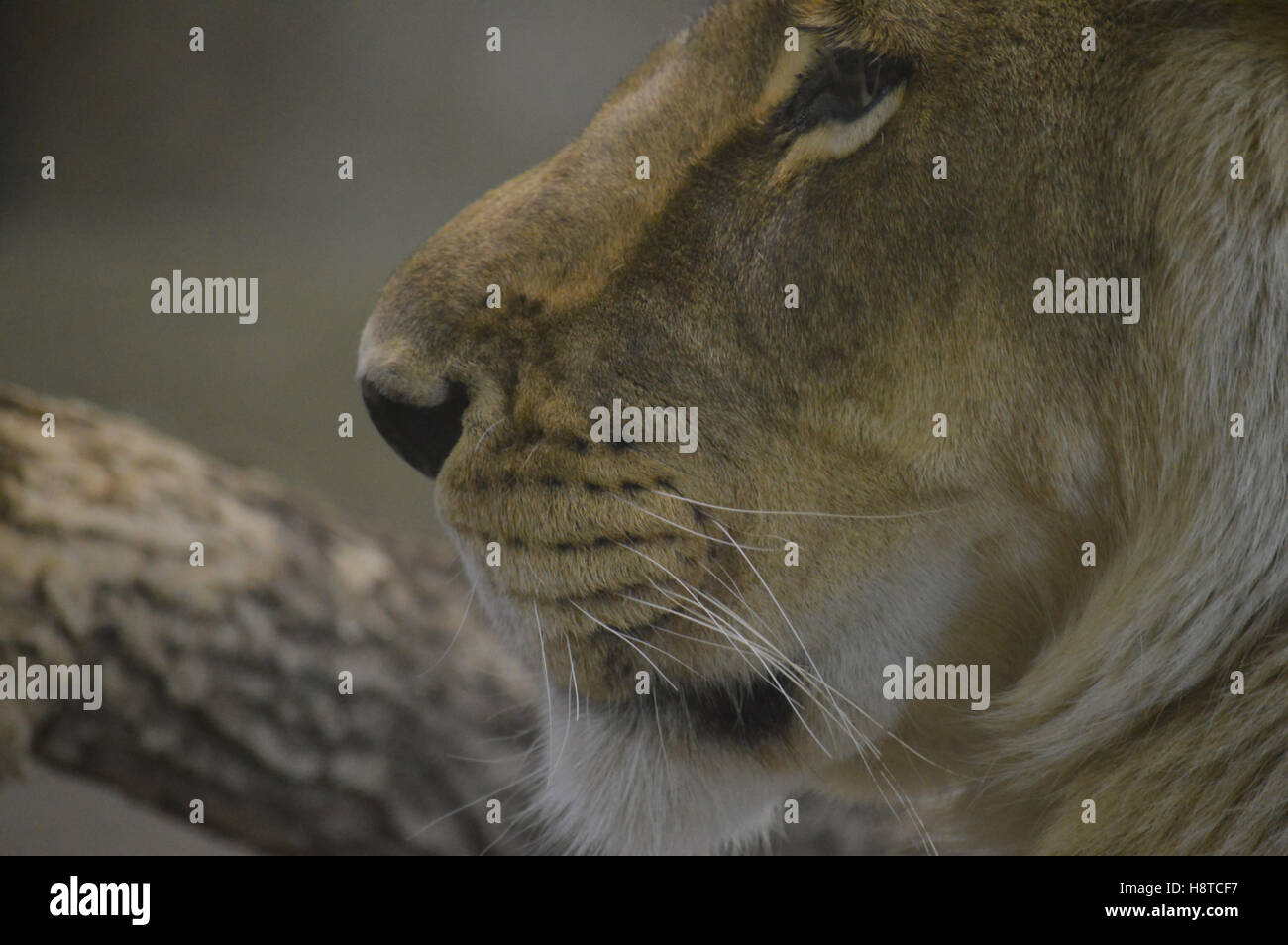 Lioness face hi-res stock photography and images - Alamy