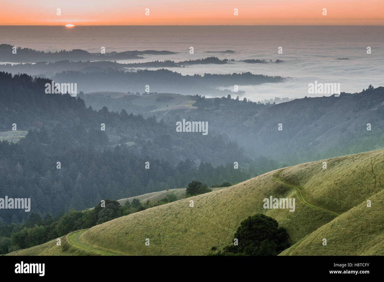 Oak trees rolling hills santa hi-res stock photography and images - Alamy