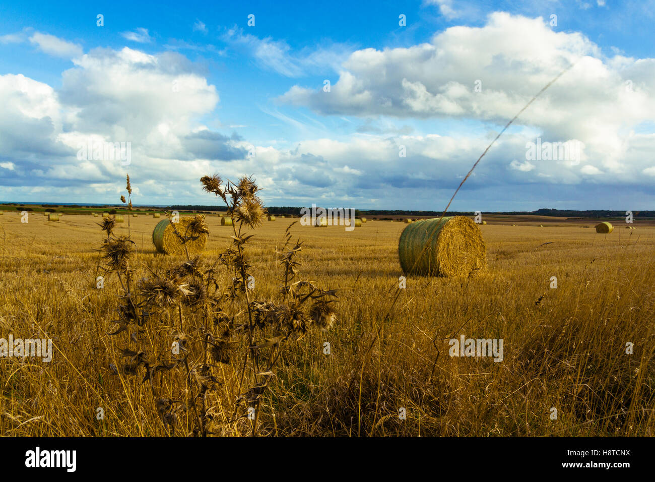 Scottish landscape of hay drum Stock Photo - Alamy