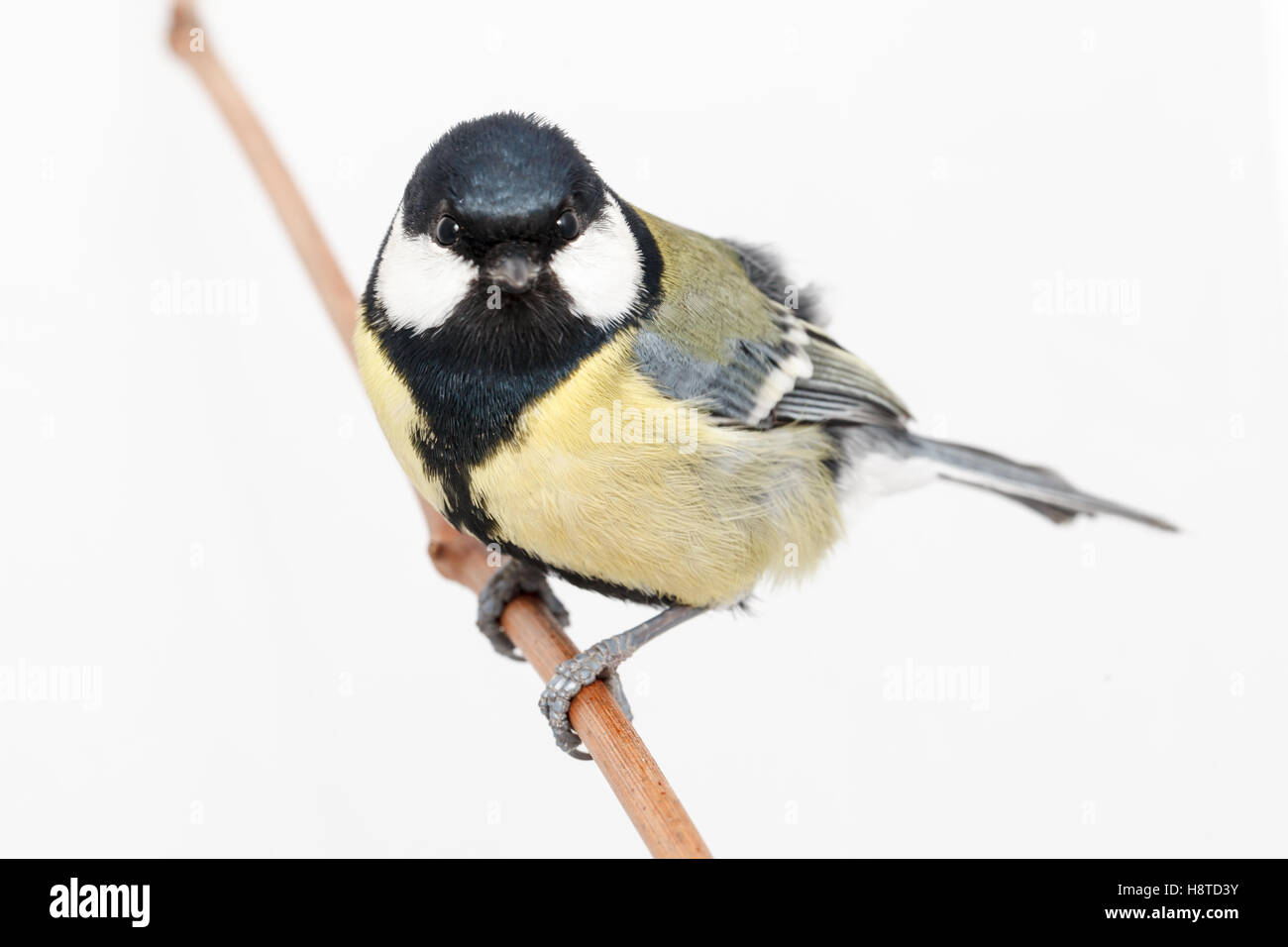 Great Tit in front of white background, isolated. (Parus major Stock ...