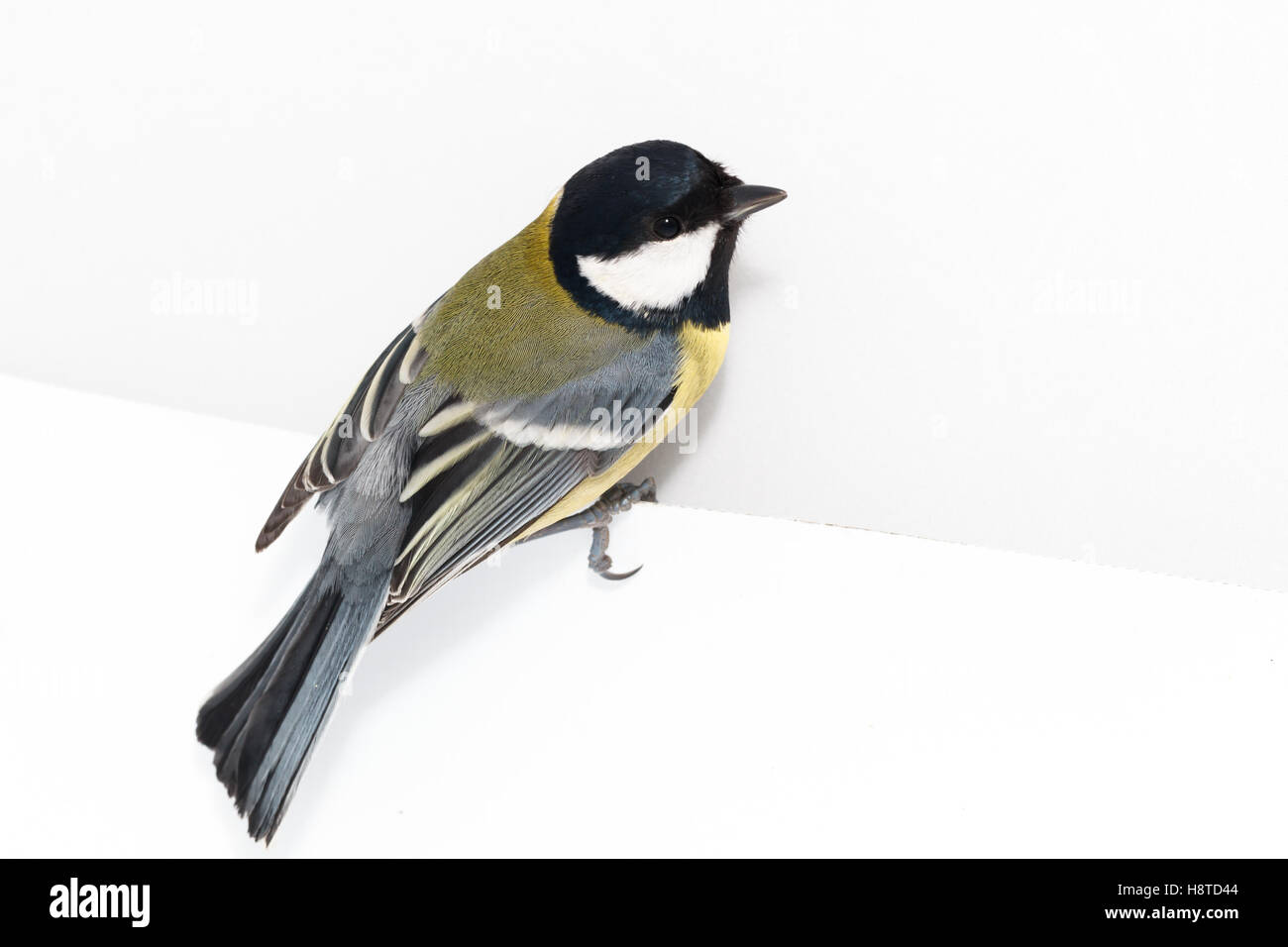 Great Tit in front of white background, isolated. (Parus major Stock ...