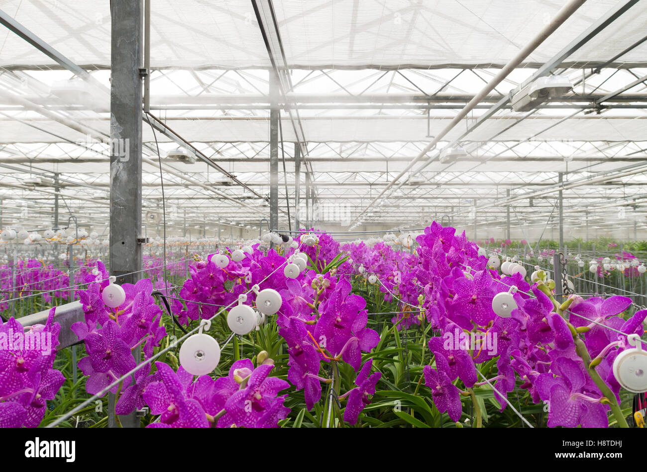 Orchids greenhouse commercial hi-res stock photography and images - Alamy
