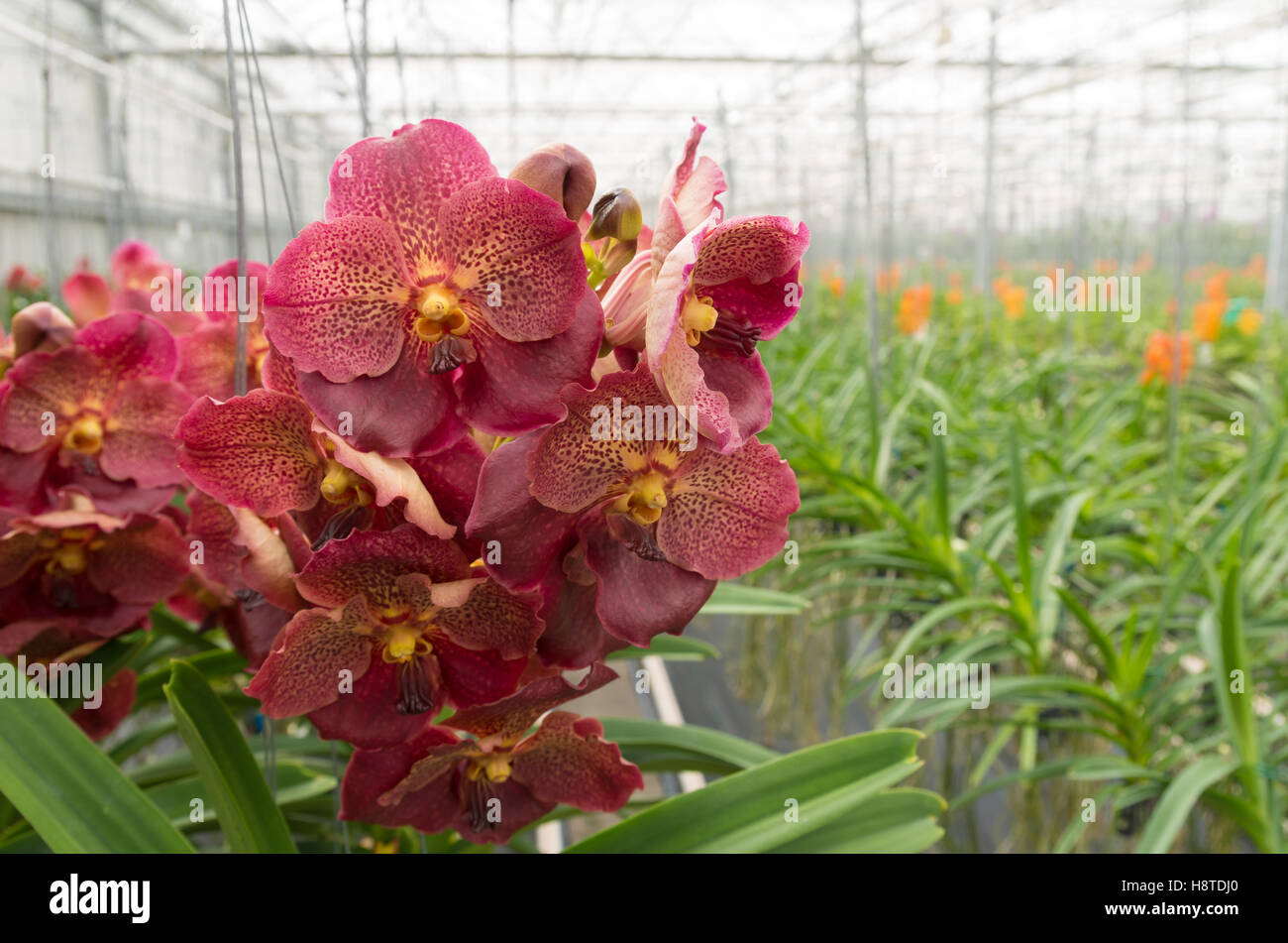 Orchids greenhouse commercial hi-res stock photography and images - Alamy