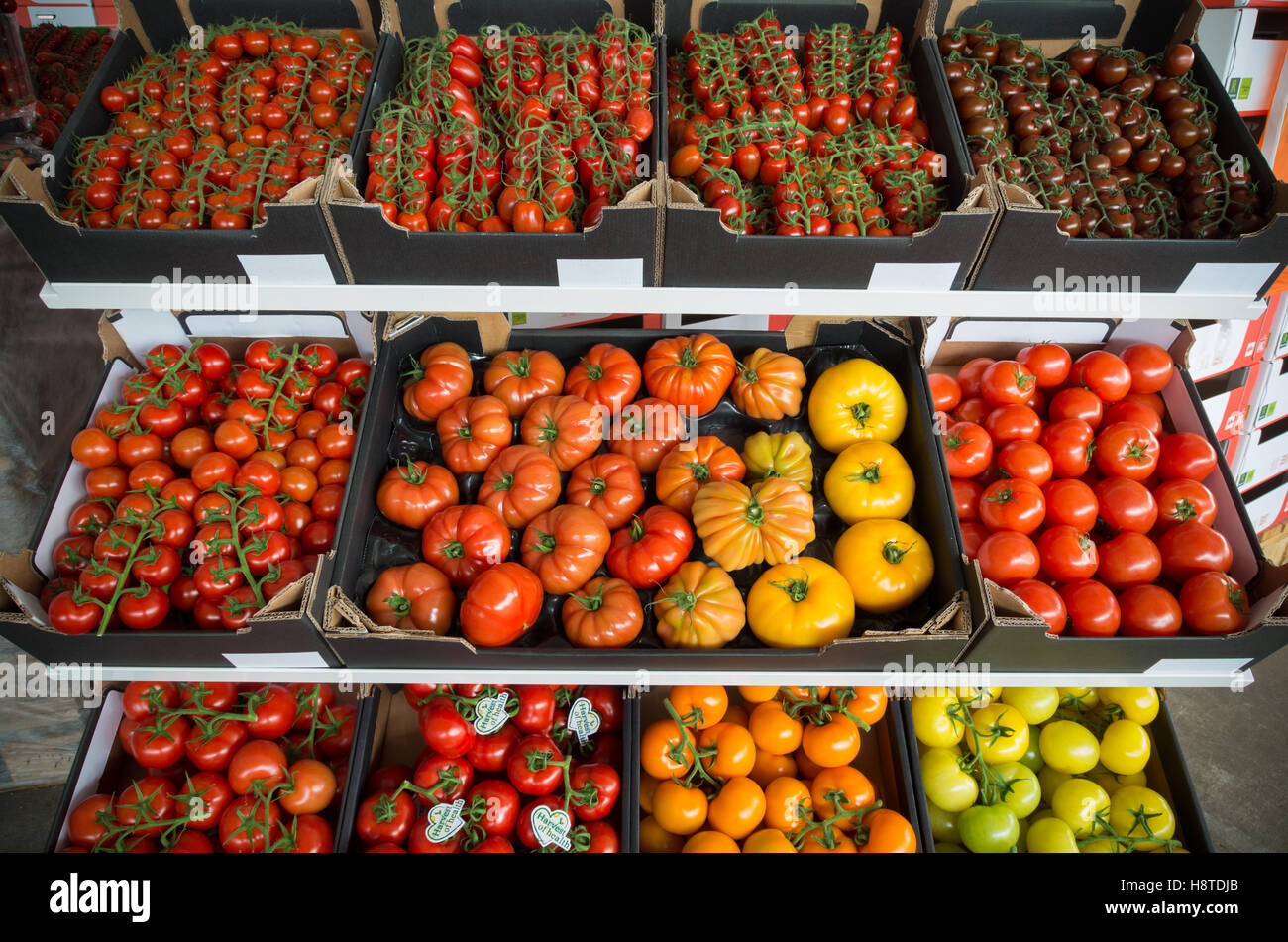 boxes with different colors and sizes of ripe tomatoes in a dutch ...