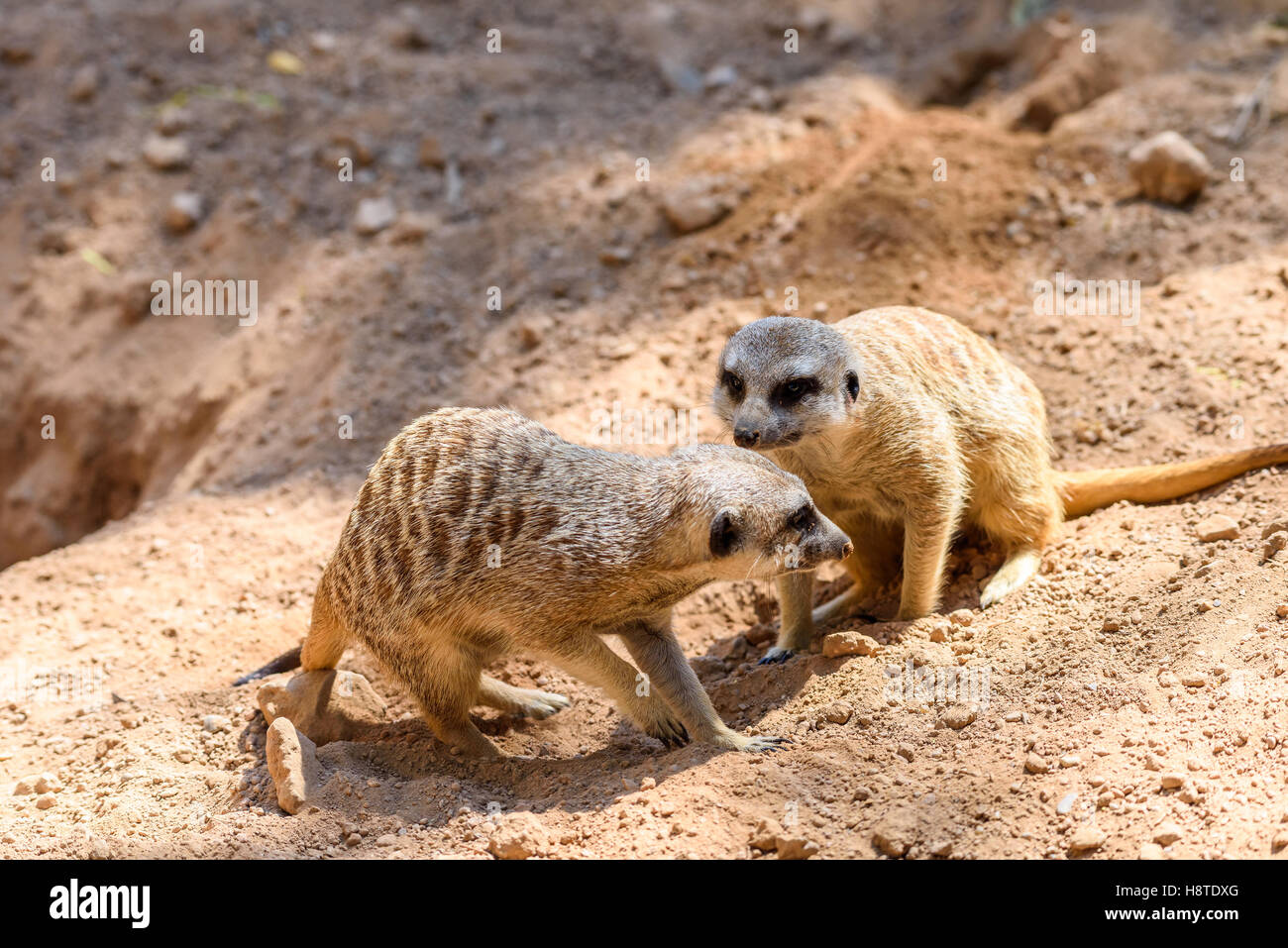 Meerkat or Suricate (Suricata Suricatta) in Africa Stock Photo - Alamy