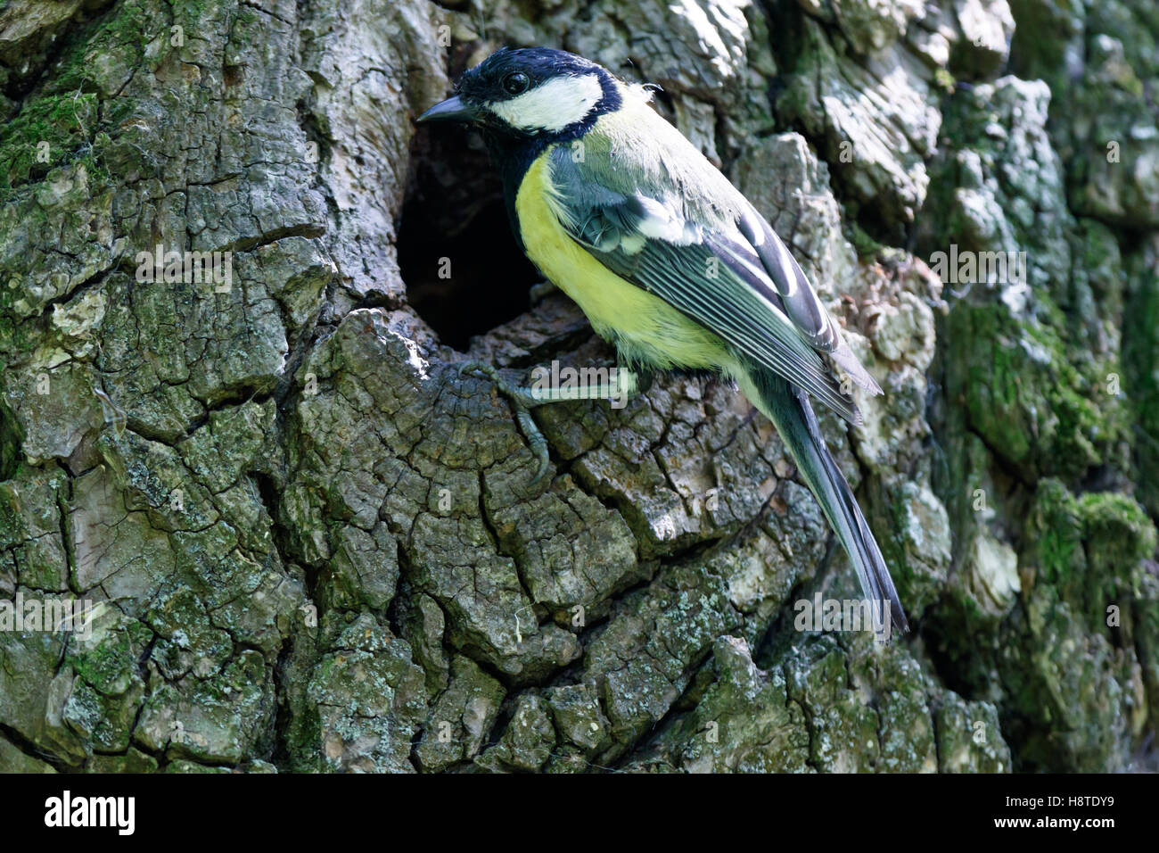 Parus major. The nest of the Great Tit in nature Stock Photo - Alamy