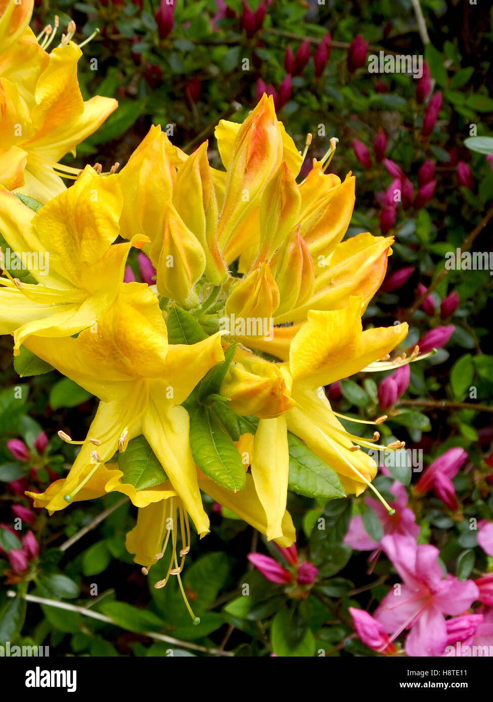 yellow rhododendron flower Stock Photo - Alamy