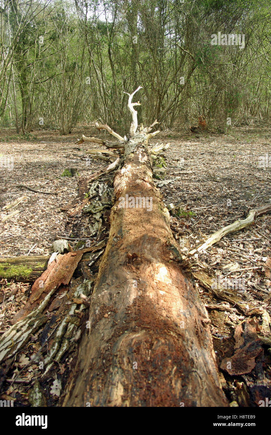 Fallen rotting tree trunk decaying on the woodland floor Stock Photo ...