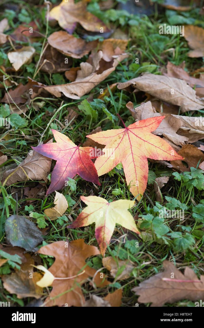 Crunchy leaves hi-res stock photography and images - Alamy