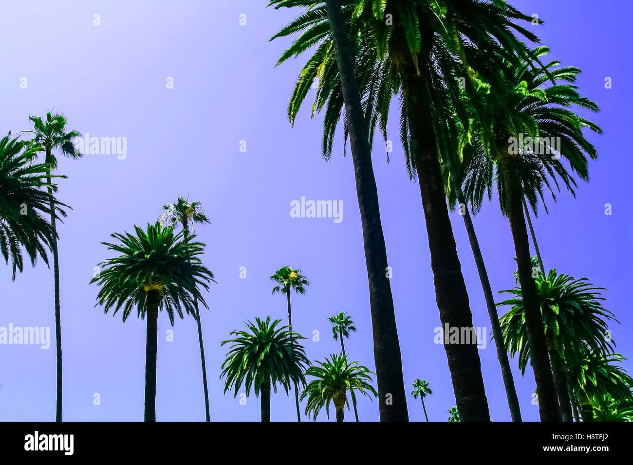 Palm trees against purple sky hi-res stock photography and images - Alamy