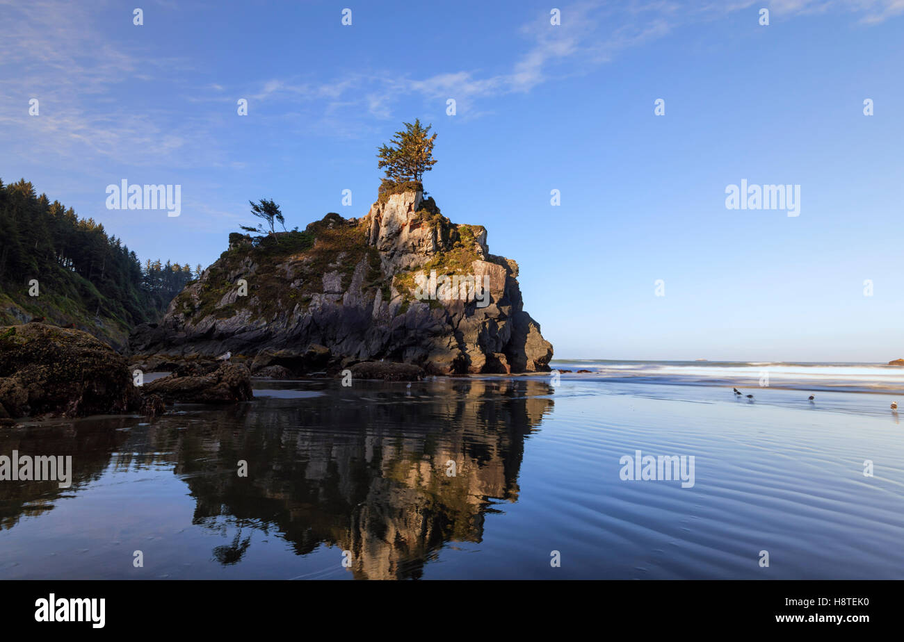 Redwoods state park hi-res stock photography and images - Alamy