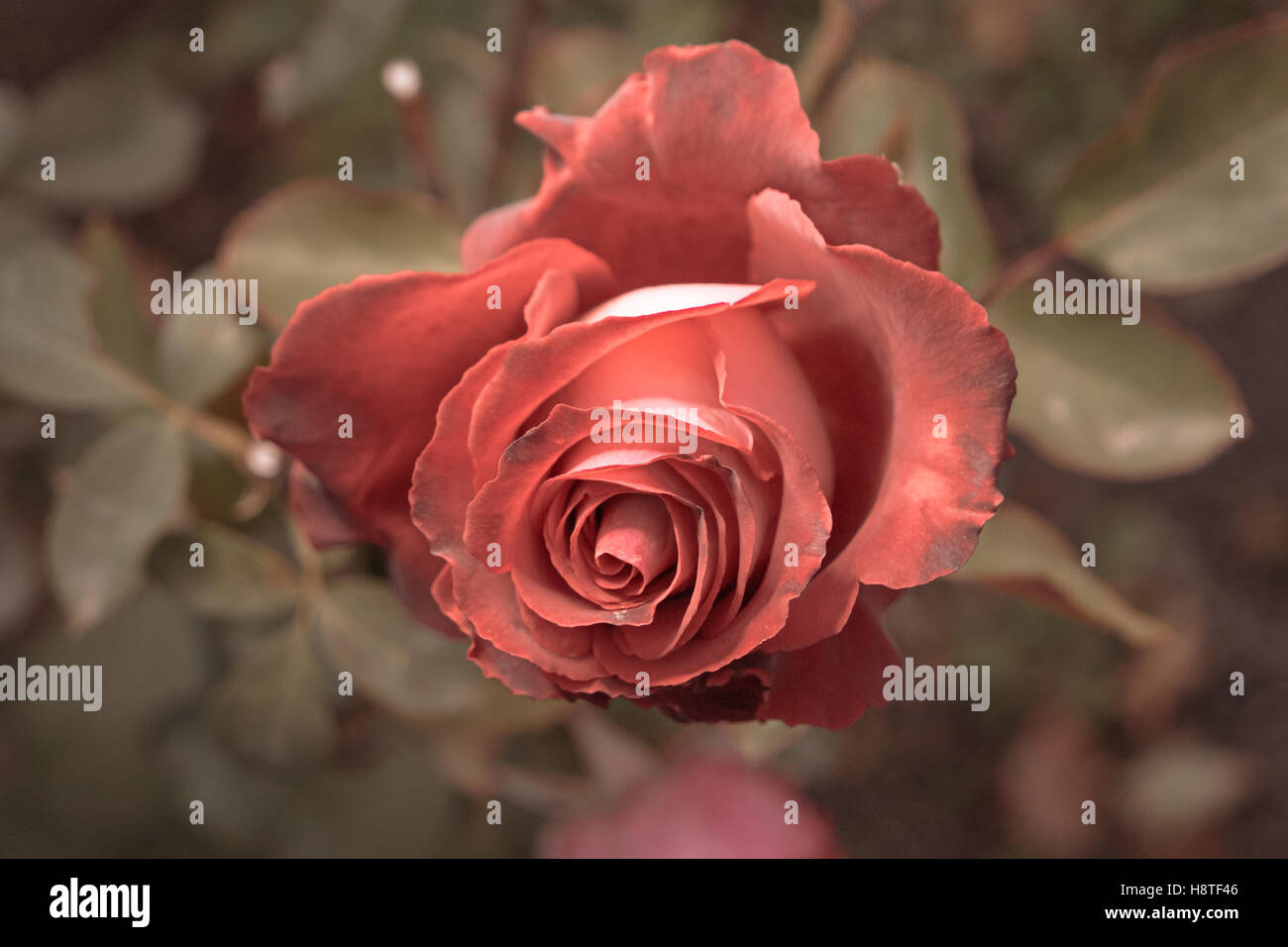 Red rose in autumn garden. Two rose flowers dying in fall, a lot of ...