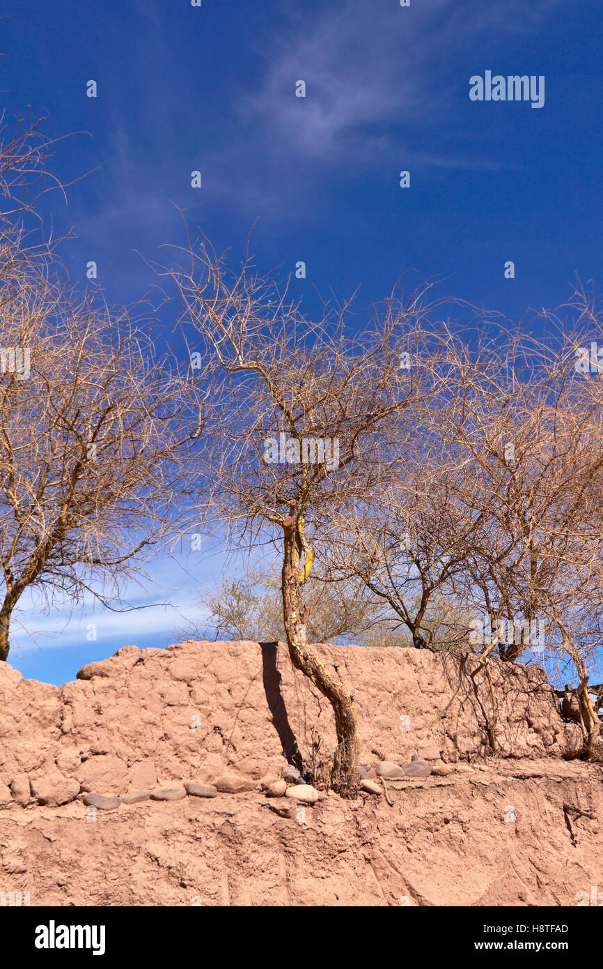 Dead trees on clay ground Stock Photo - Alamy