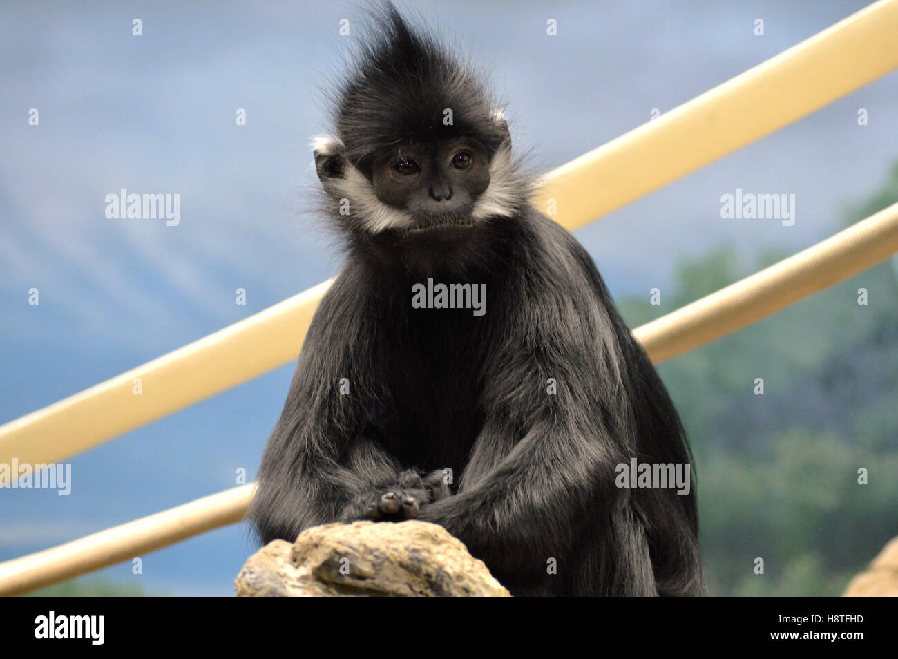 Francois Langur Monkey Stock Photo - Alamy