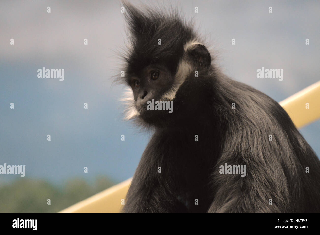Francois Langur Monkey Stock Photo - Alamy