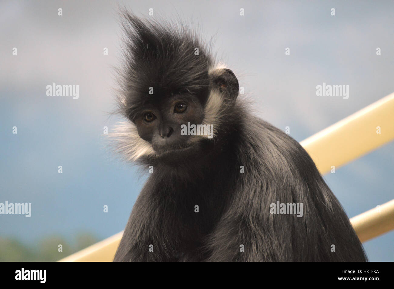 Francois Langur Monkey Stock Photo - Alamy