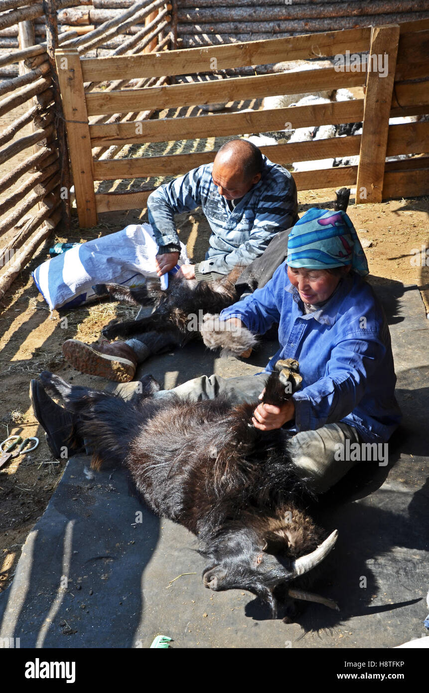 Mongolian cashmere goat hi-res stock photography and images - Alamy