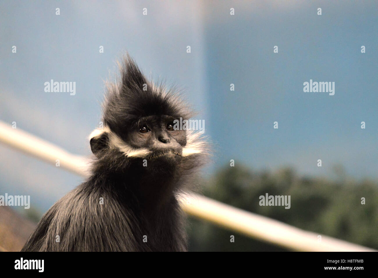 Francois Langur Monkey Stock Photo - Alamy