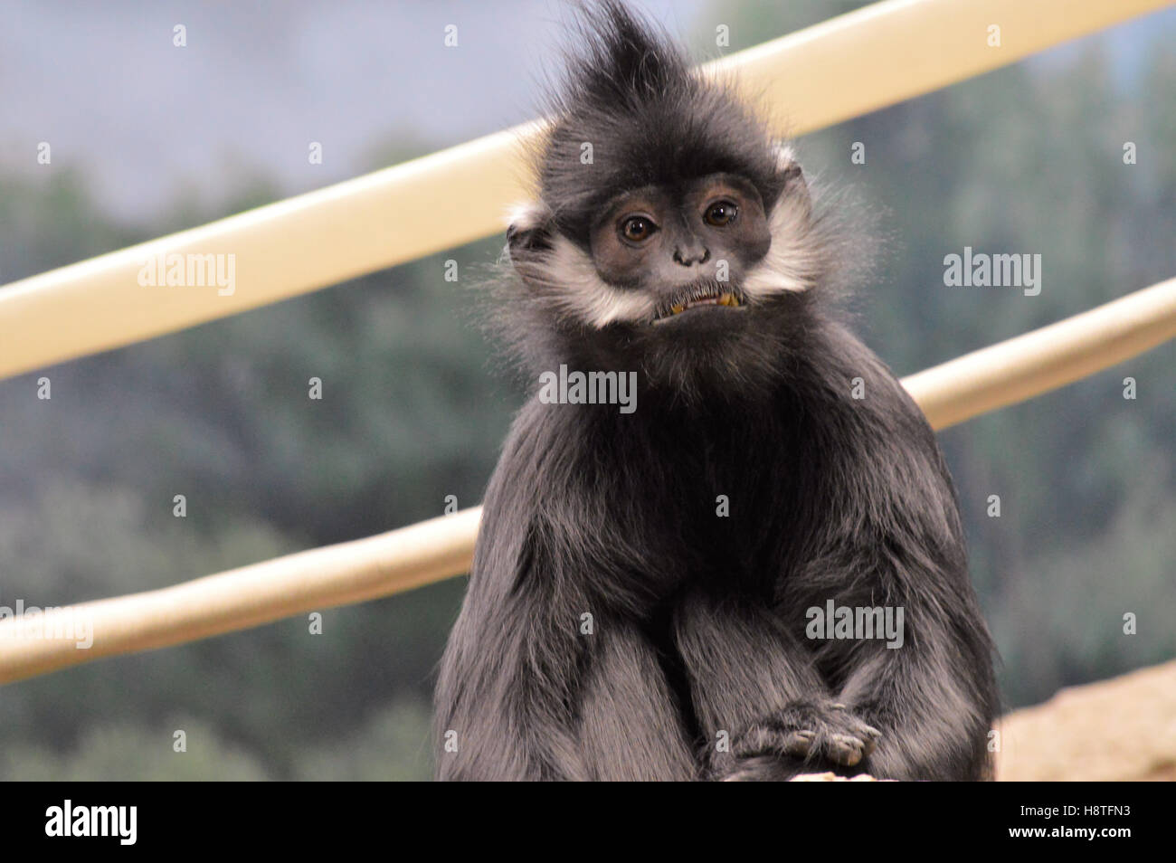 Francois Langur Monkey Stock Photo - Alamy