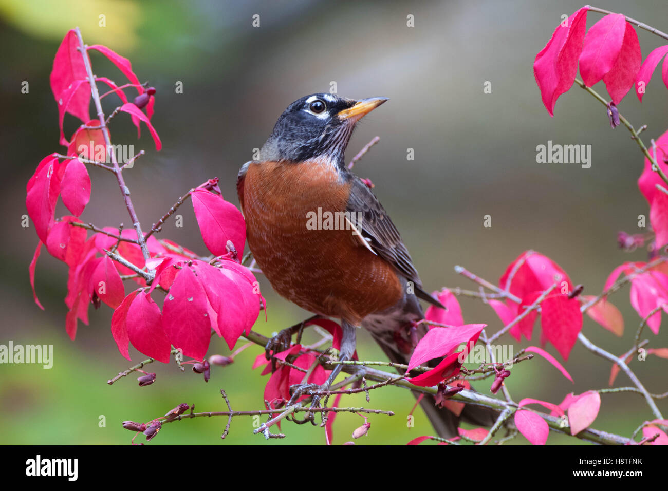 Magenta bird hi-res stock photography and images - Alamy