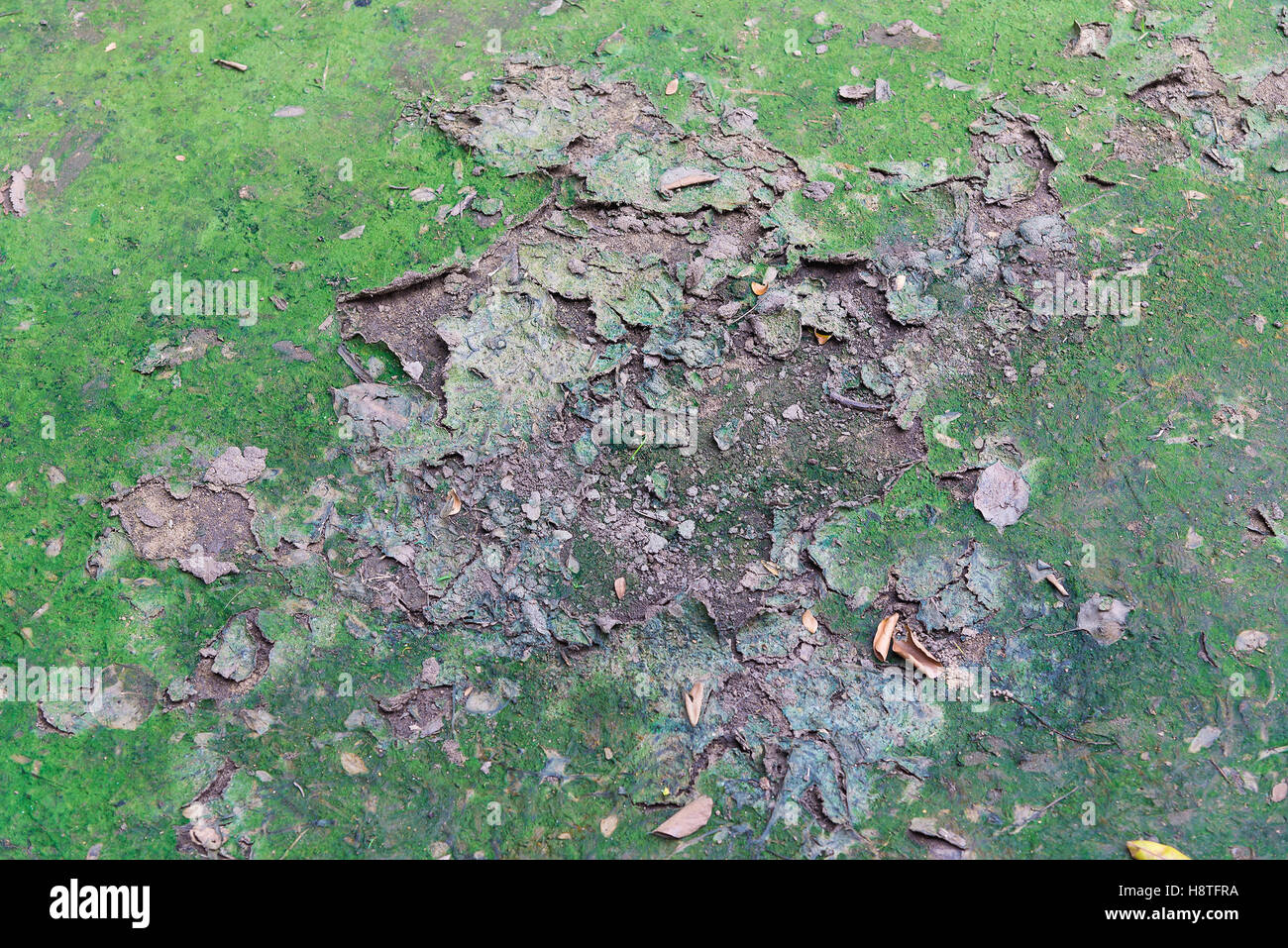 Green lichen and dry leaf on wet ground floor Stock Photo - Alamy