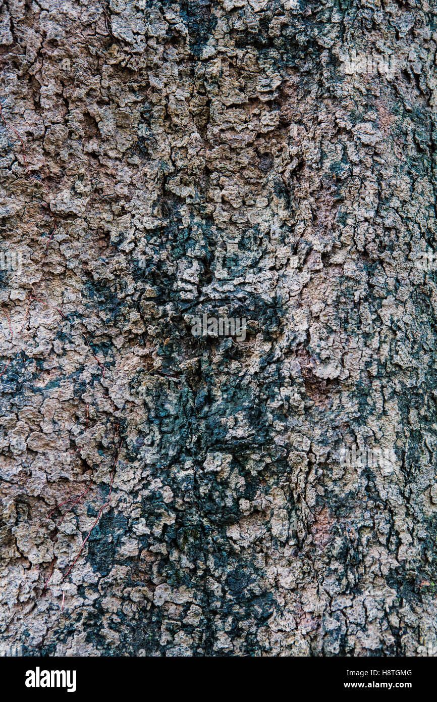 Nature tree bark texture, close up look of rough tree trunk Stock Photo ...