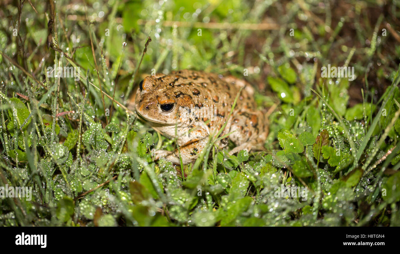 Western Toad High Resolution Stock Photography and Images - Alamy