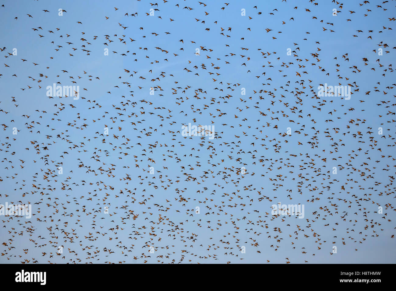 Group of starlings eat very much grapes Stock Photo - Alamy