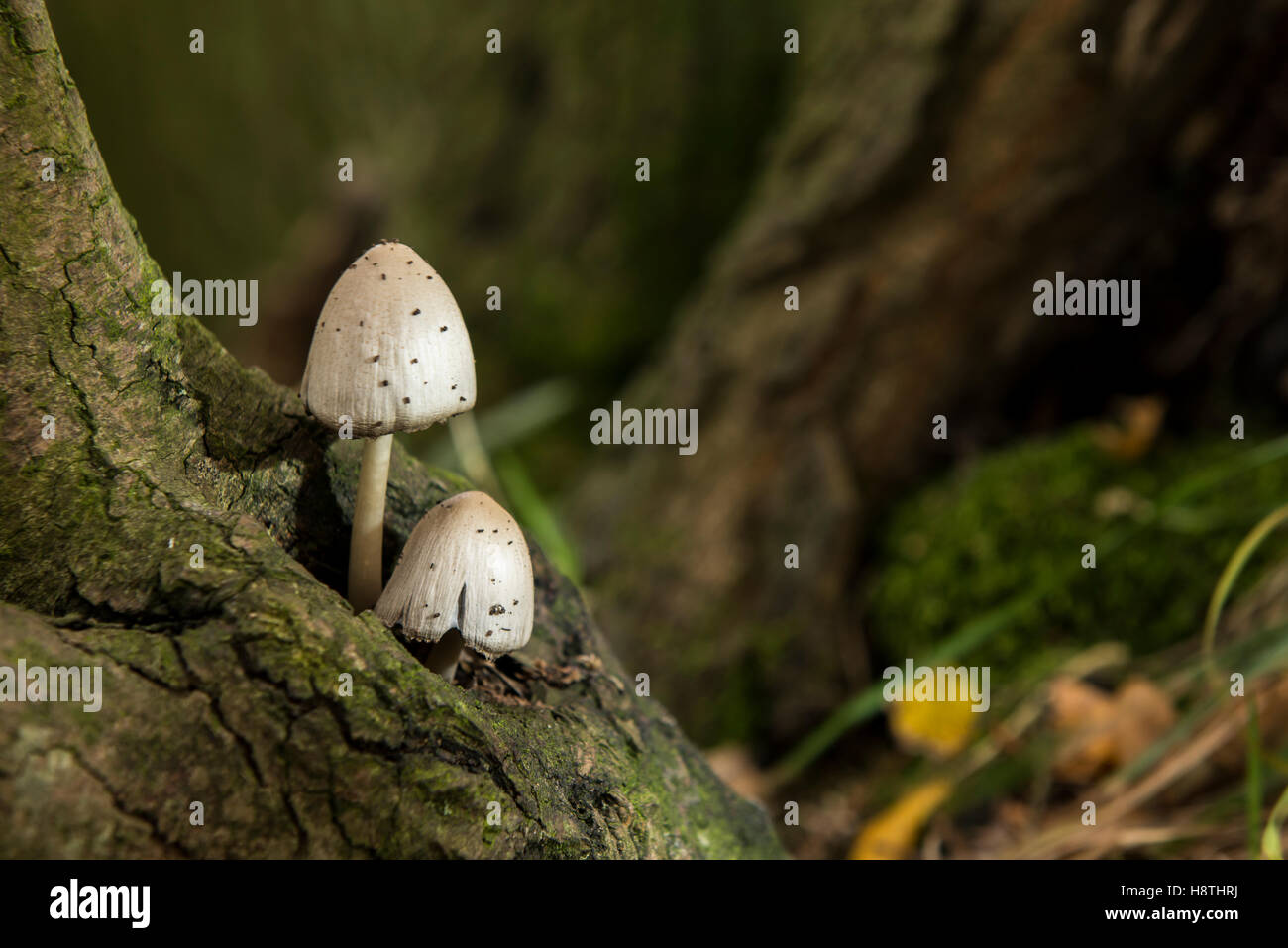 Common ink cap or Inky cap - Coprinopsis atramentaria formerly Coprinus ...