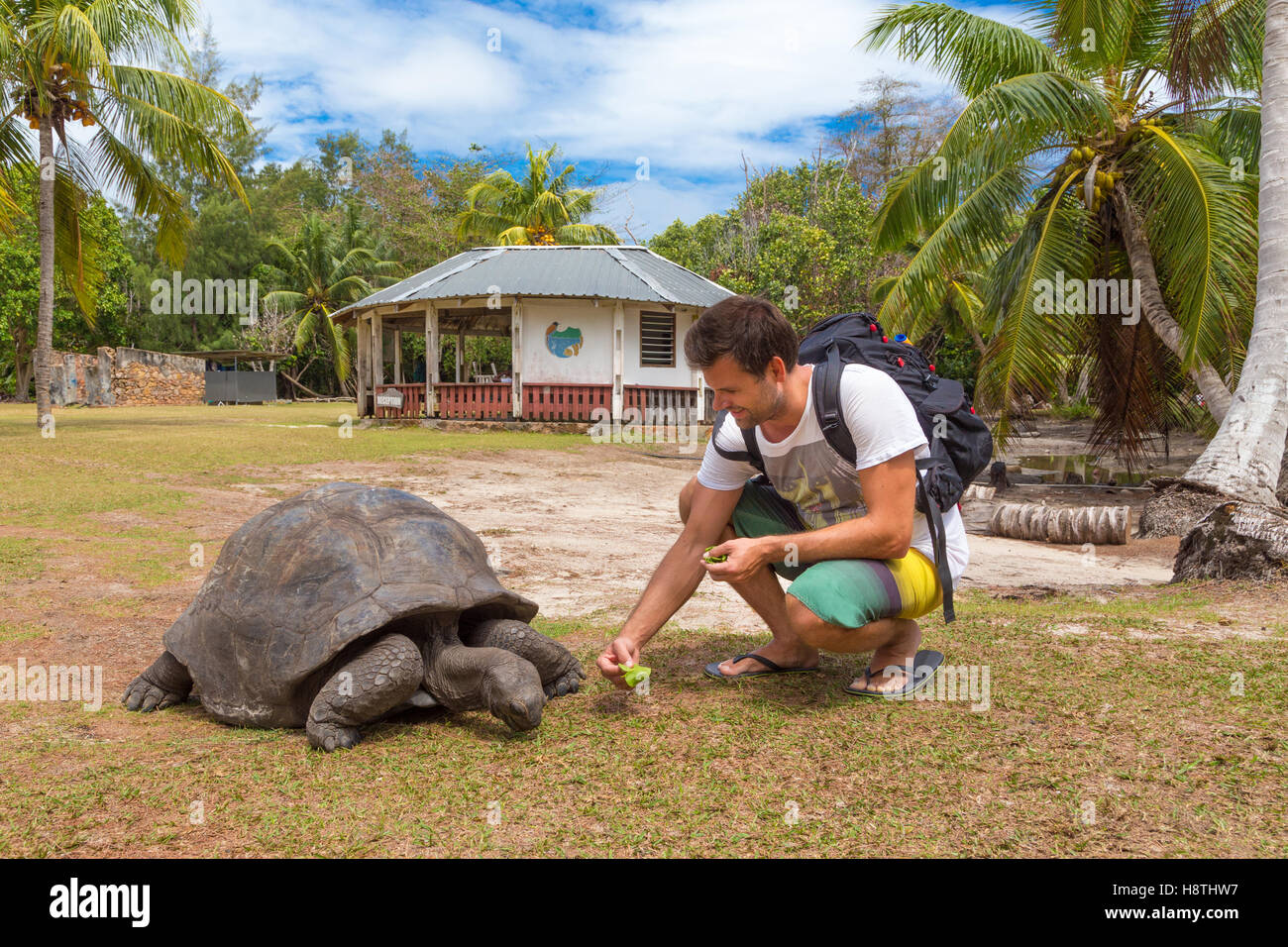 Tourist feeding Aldabra giant tortoises on Curieuse island, Seychelles ...