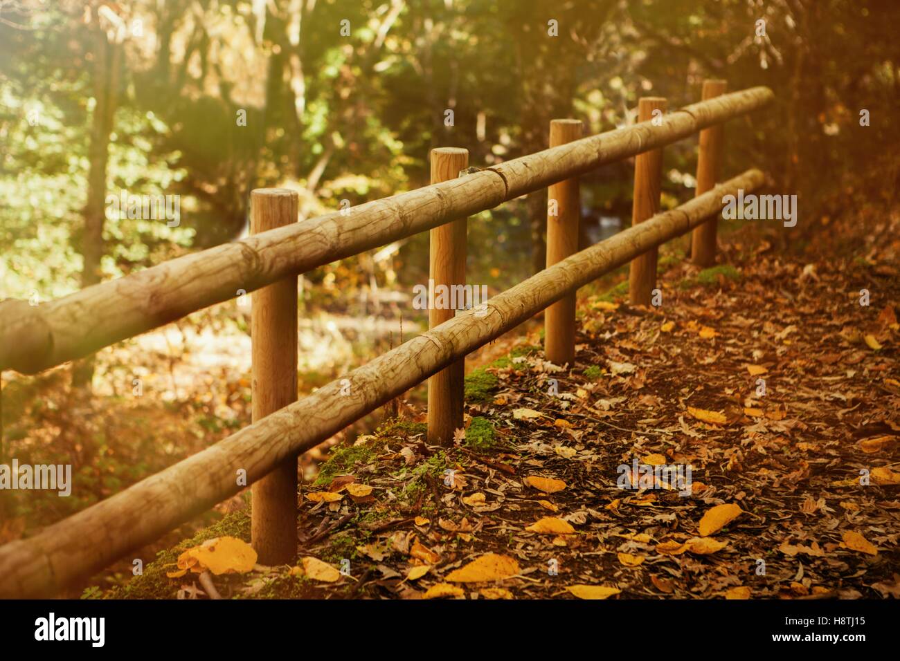 Sunny fence of logs in the Park in autumn, fallen leaves on the ground ...