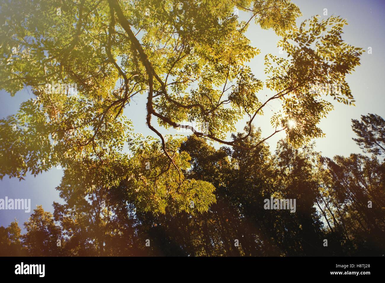Olm oak forest hi-res stock photography and images - Alamy
