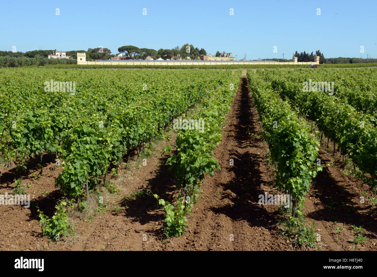 Vineyards in Tenute Al Bano Carrisi, Cellino San Marco (BR), Italy ...