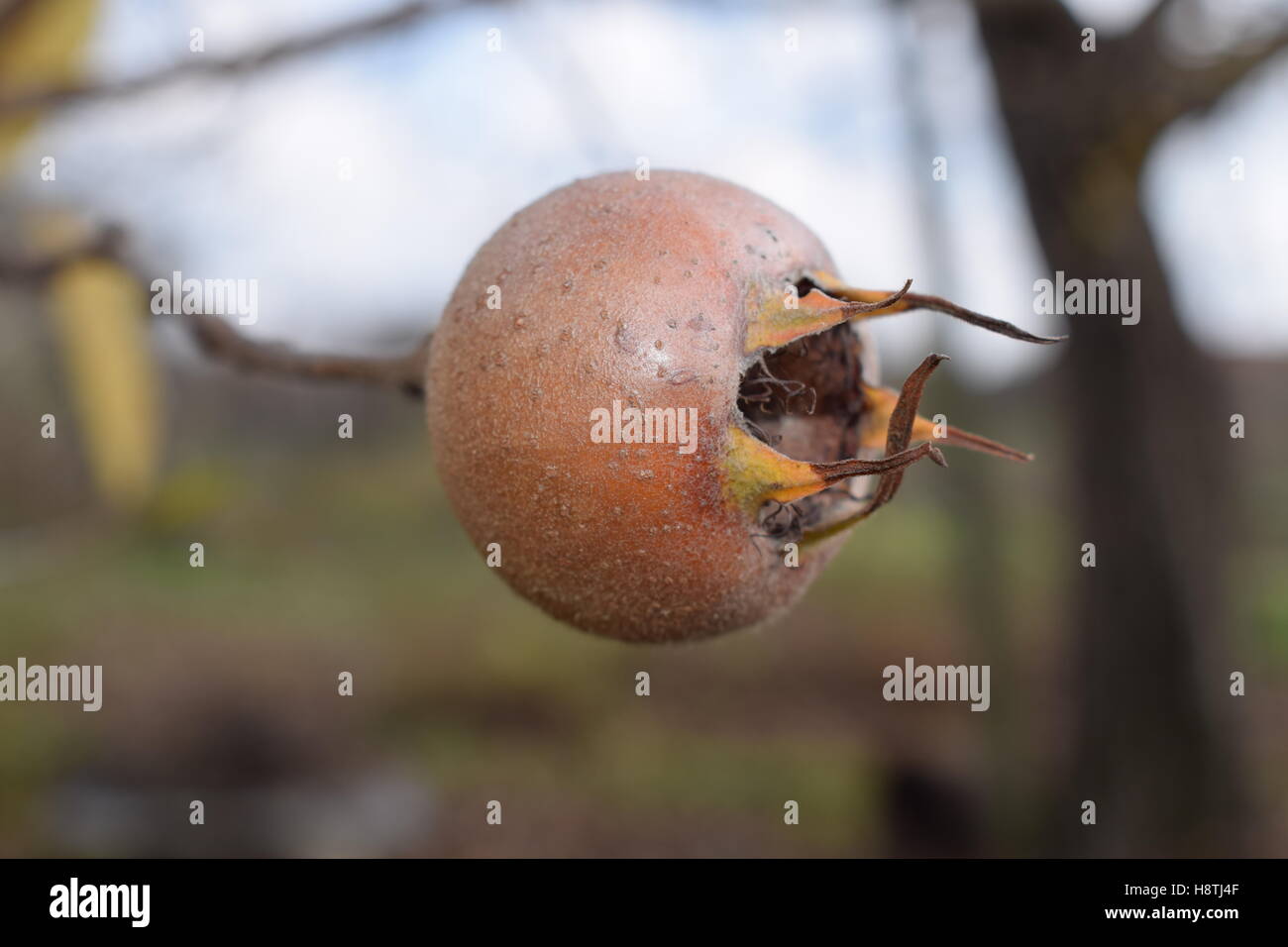 Rare fruit hi-res stock photography and images - Alamy