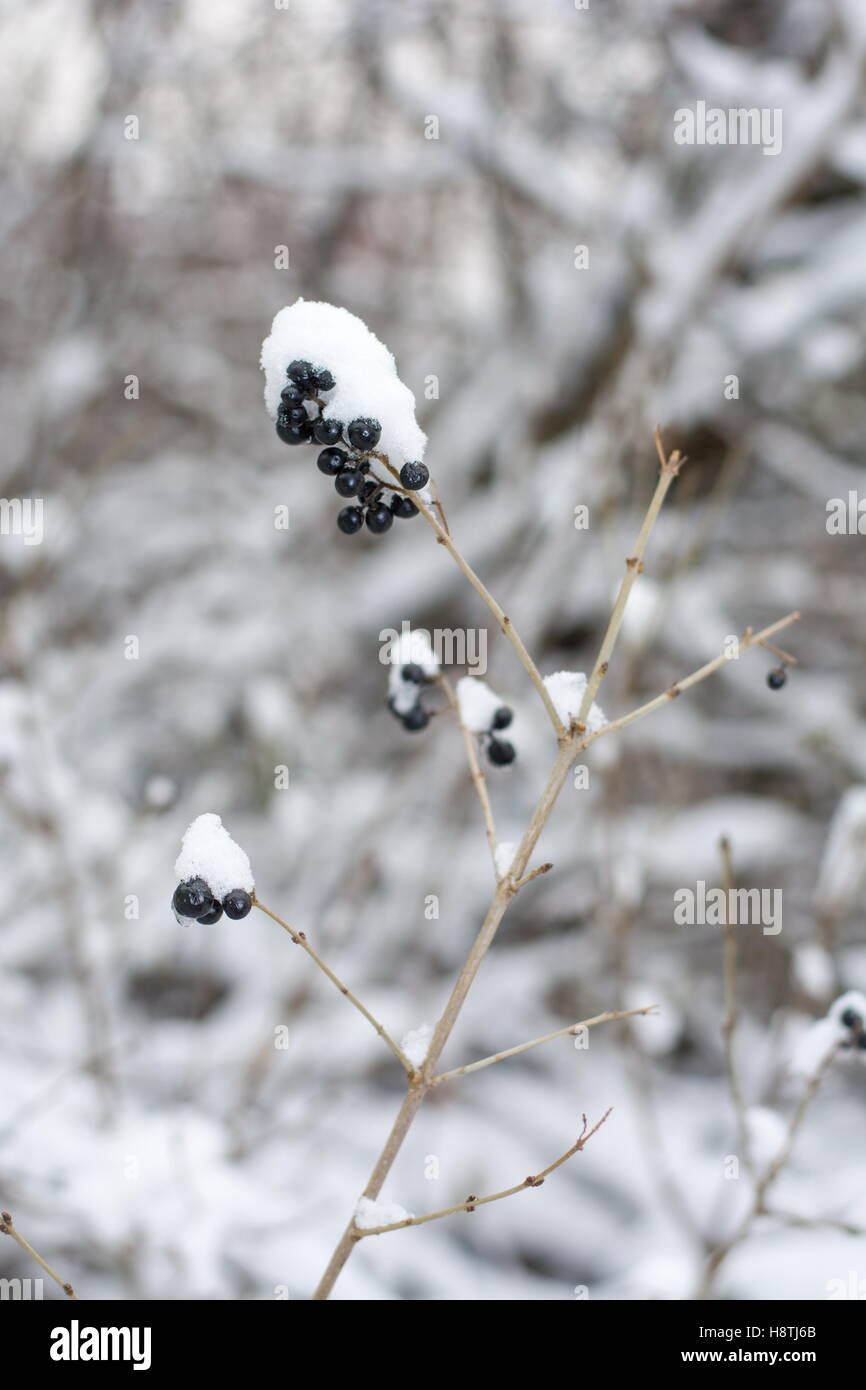 Frozen berry fruit covered with snow on a winter day Stock Photo - Alamy