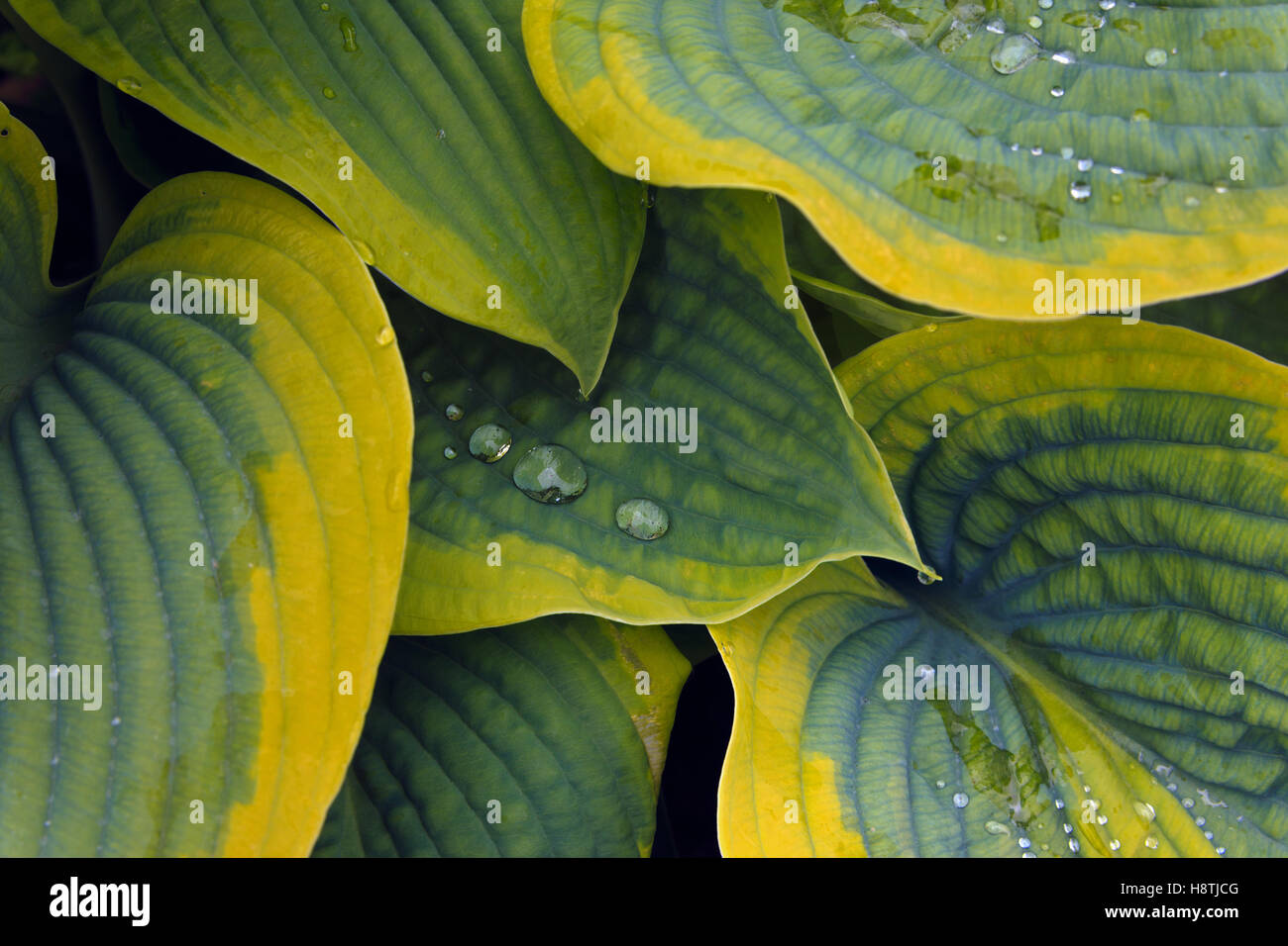 Water Droplets on Hosta Leaves Stock Photo - Alamy