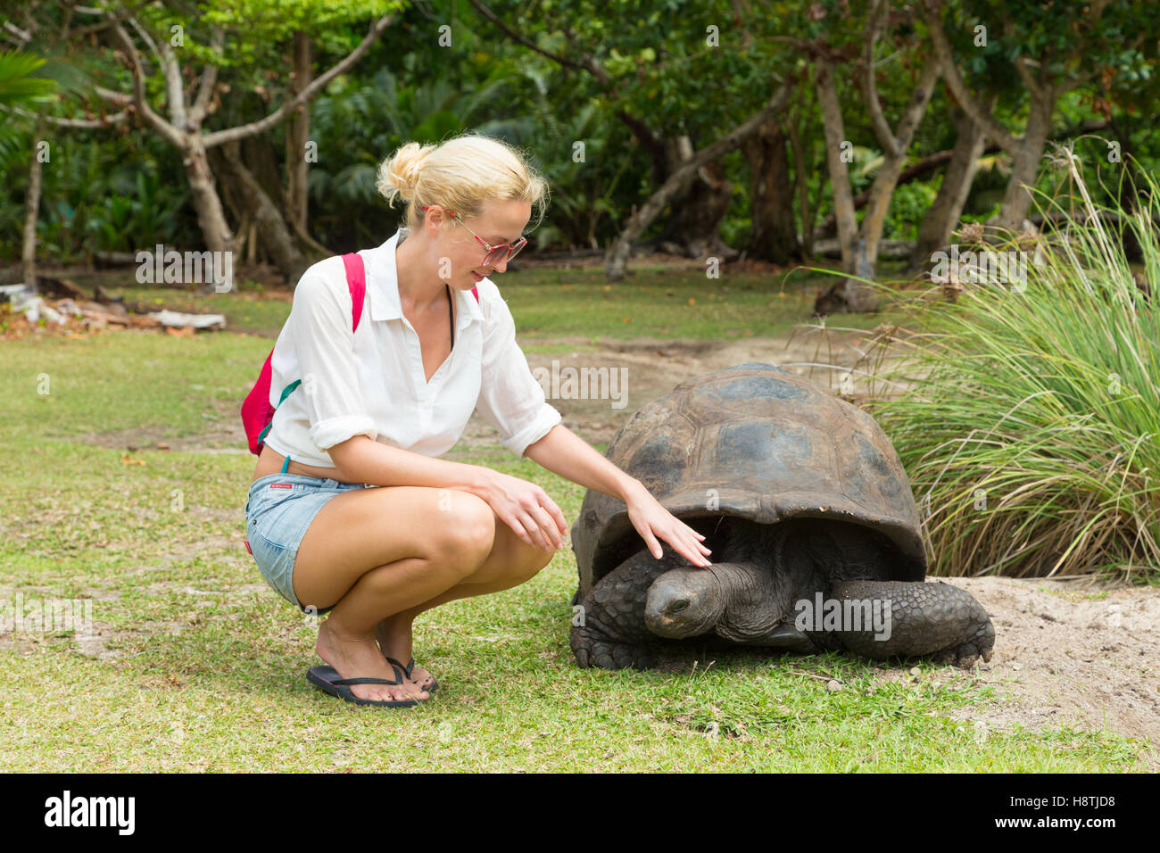 Tourist feeding Aldabra giant tortoises on Curieuse island, Seychelles ...