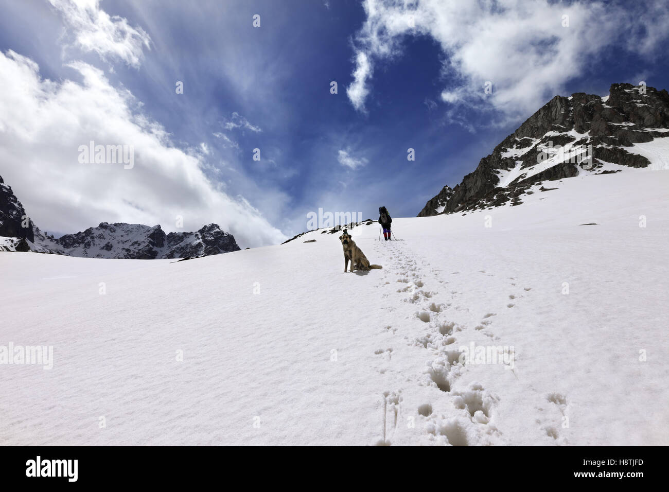 Dog and hikers in snow mountain at sun day. Turkey, Kachkar ,highest ...