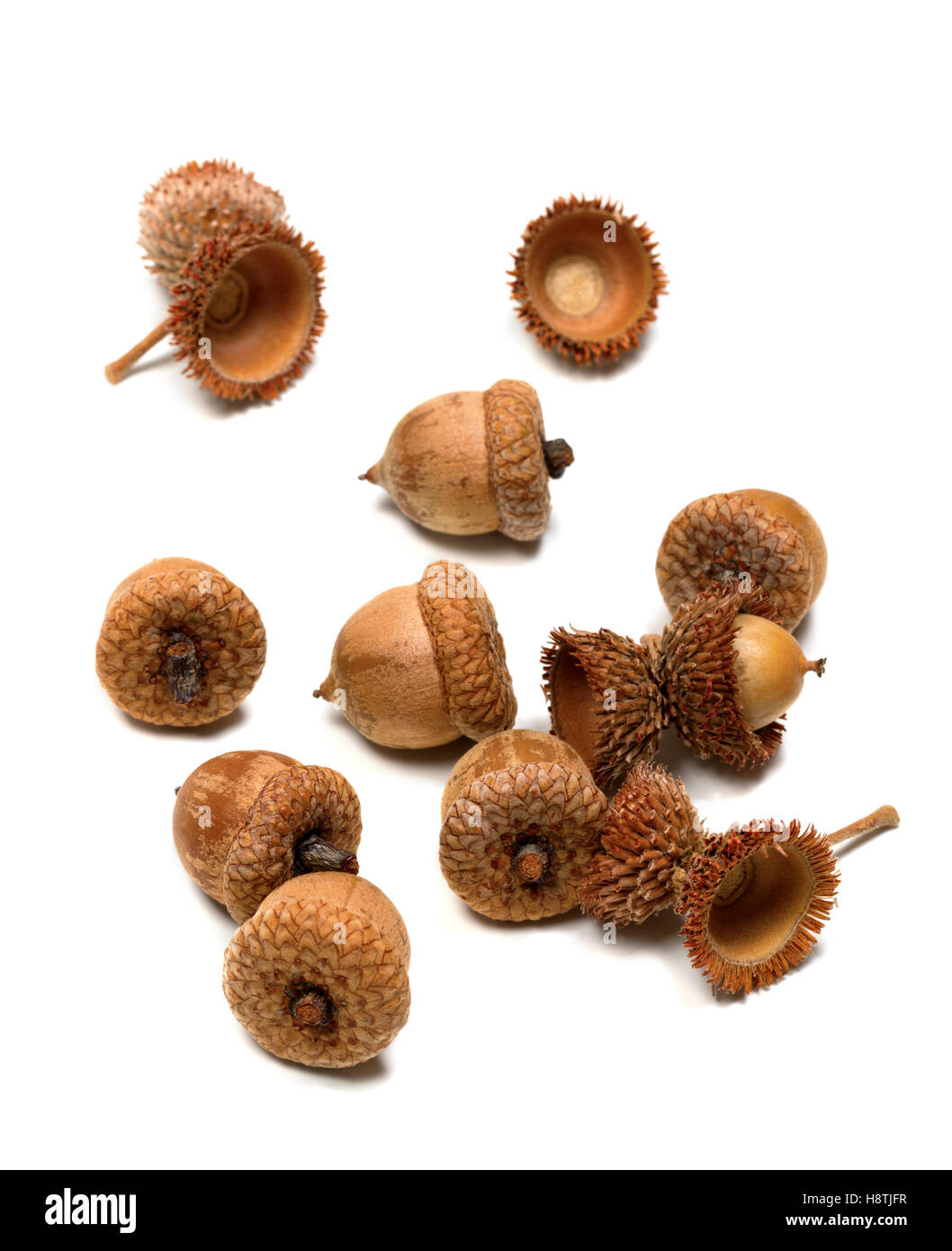 Autumn oak acorns isolated on white background Stock Photo - Alamy