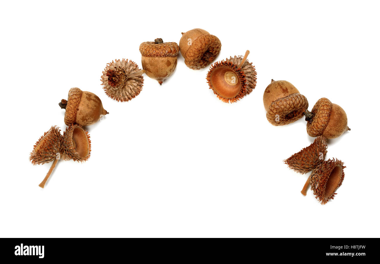 Autumn oak acorns isolated on white background with copy space Stock ...