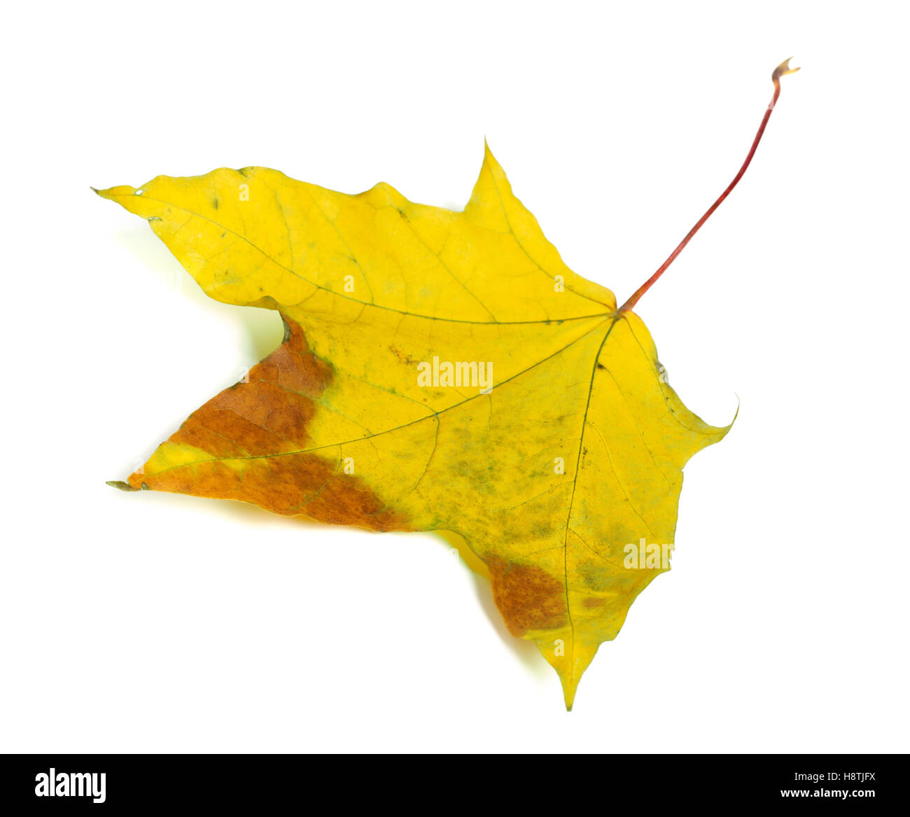 Autumn multicolor maple-leaf. Isolated on white background Stock Photo ...