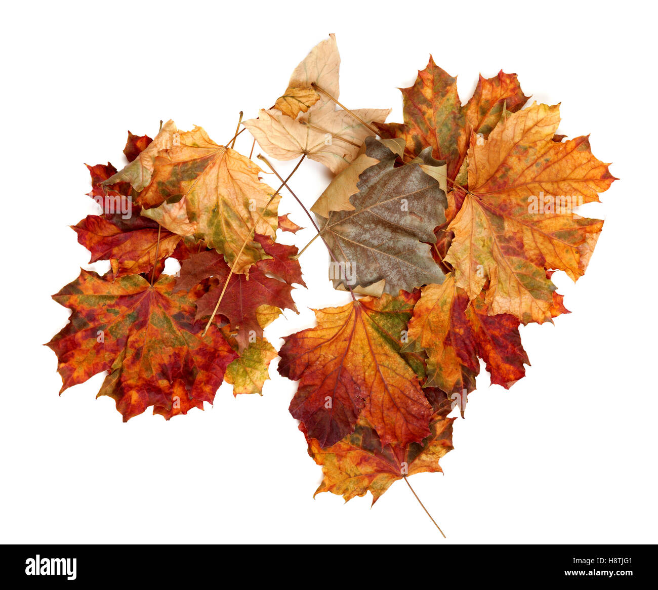 Autumn multicolor maple leafs isolated on white background. View from ...