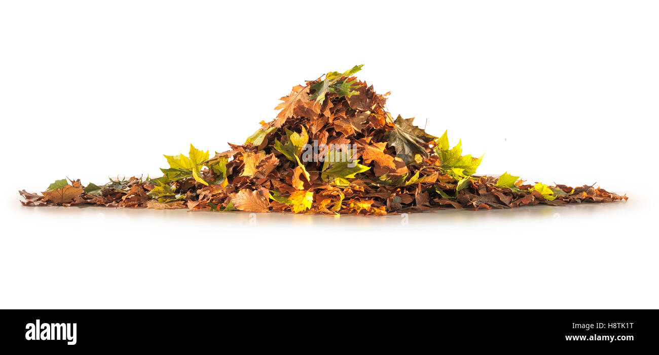Fall Season Tree Pile of Leaves Isolated on White Background Stock ...